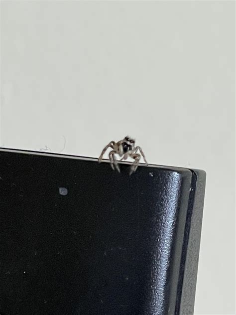 Litter Jumpy Boy In My Office Rspiders