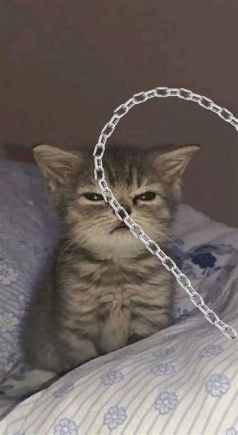 Парный обои Котята Милые котики Смешные фотографии животных