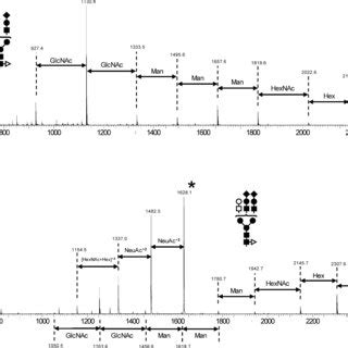 LC Q TOF MS MS Spectra Of Glycopeptides The Glycopeptides Show Specific Download Scientific