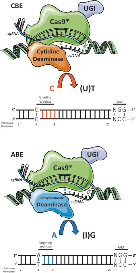 Crispr Base Editing Applications For Identifying Cancer Driving