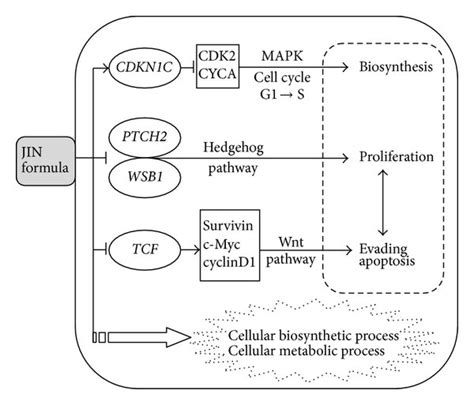 Possible Cell Signaling Network Regulated By Jin Formula On