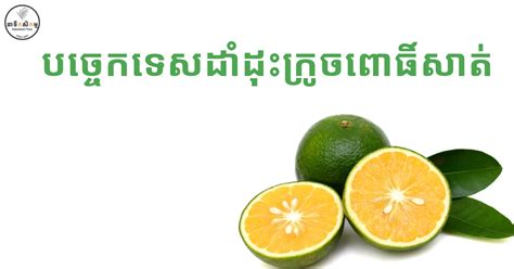 បច្ចេកទេសដាំក្រូចពោធិ៍សាត់ នាទីកសិកម្ម Kaksekam Time