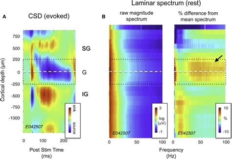Current Source Density Csd And Spectral Profile Of Lfp Magnitude As A Download Scientific