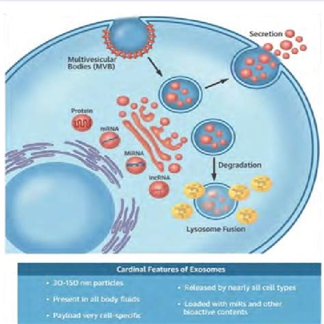 Exosome Secretion And Uptake Download Scientific Diagram