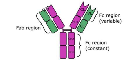 Immunoglobulin D Igd Microbiology Class