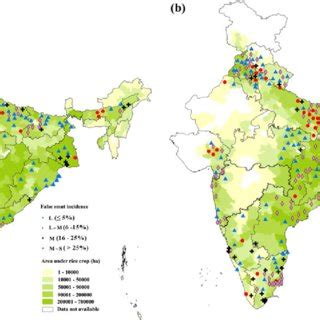 Pdf Geographic Distribution Of False Smut Disease Of Rice In India