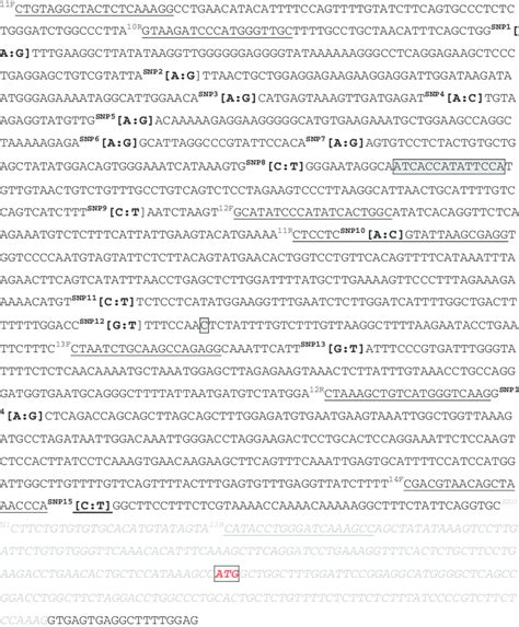 Dna Sequence Used For Single Nucleotide Polymorphism Snp Discovery Download Scientific