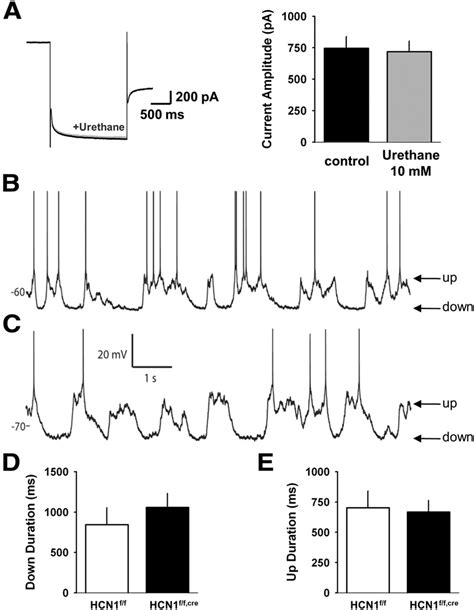 Hcn1 Deletion Does Not Affect Cortical Up And Down States Recorded From Download Scientific