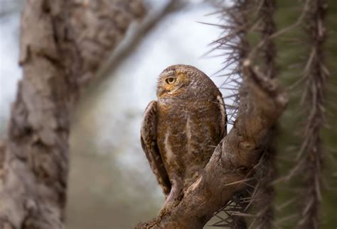 The Secret Life Of Elf Owls Small But Mighty