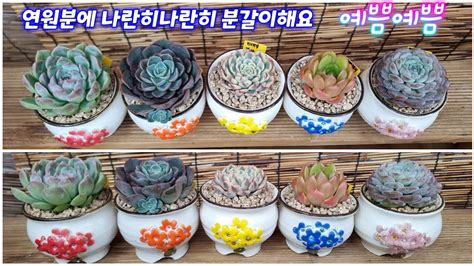 241025 🌹연원분에 나란히 나란히 분갈이해요🌹 5색세트로 나란히 예쁨예쁨💕 스피드다육 010 5248 5955 Youtube