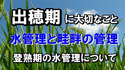 出穂受粉出穂期に大切なこと水管理と畦畔の管理そして登熟期の水管理について YouTube