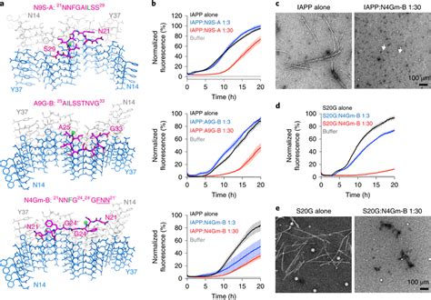 Structure Based Inhibitor Design Of Hiapp Fibrils A Proposed Models Of Download Scientific