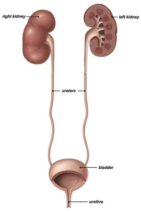 Anatomy Of Urinary System Diagram Anatomy And Function Of Th