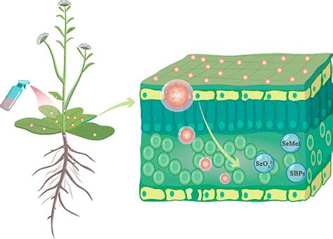 Incorporation Of Selenium Derived From Nanoparticles Into Plant Proteins In Vivo Acs Nano