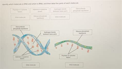 Solved Identify Which Molecule Is Dna And Which Is Rna A