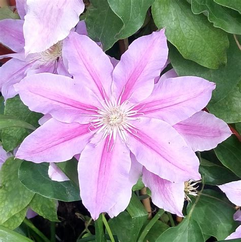 Dr Siddhi Joshi Personal Website