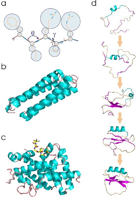 Figure 1 From Modeling Protein Structure Dynamics And Thermodynamics With Reduced