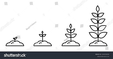 Phases Plant Growing Vector Illustration Stock Vector Royalty Free