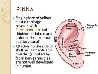 Anatomy Of Ext Ear And Related Structures Pptx