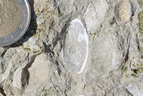 Woosters Fossils Of The Week Giant Ostracods Silurian Of Estonia