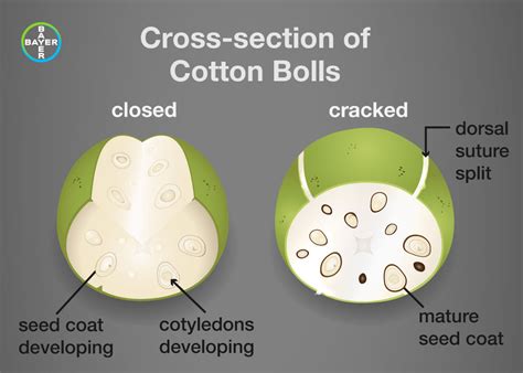 Cotton Plant Anatomy Diagram