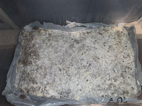 [contamination] Why Does My Mycelium Look Like This Not Enough Substrate Or Is It Contaminated