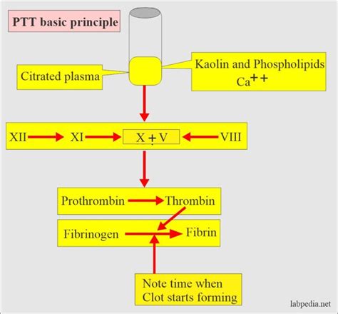 Coagulation Part 4 Partial Thromboplastin Time Ptt And Aptt