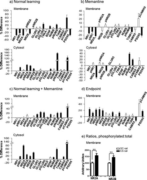 Response Of The Nmda Receptor Subunits And Related Proteins In The