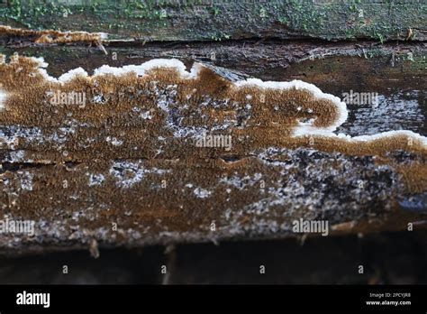 What Is Fungus Dry Rot At Imogen Repin Blog