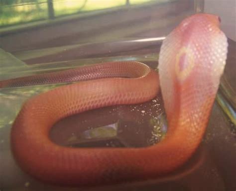 My Sunglow Monacle Cobra Rsnakes