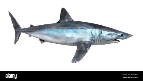 Shortfin Mako Shark Drawing
