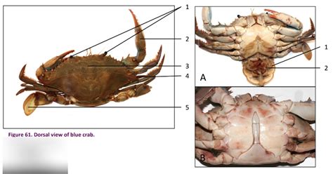Crab External Anatomy Diagram Quizlet