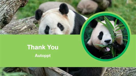 Шаблоны симпатичных слайдов Шаблон темы «Панда Autoppt