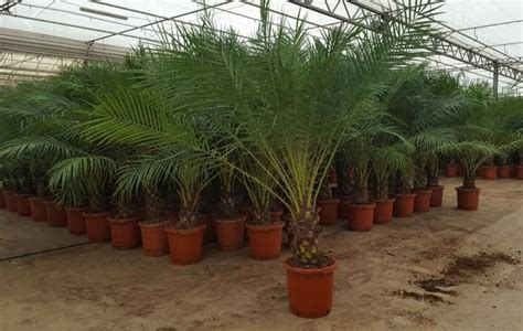 Финикова палма правила за трансплантация и отглеждане у дома 90 снимка