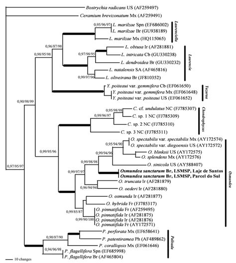 Bayesian Phylogram Inferred From Analyses Of Rbcl Sequences For 35
