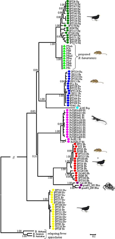 Rooted Bayesian Phylogenetic Inference Of Concatenated Housekeeping