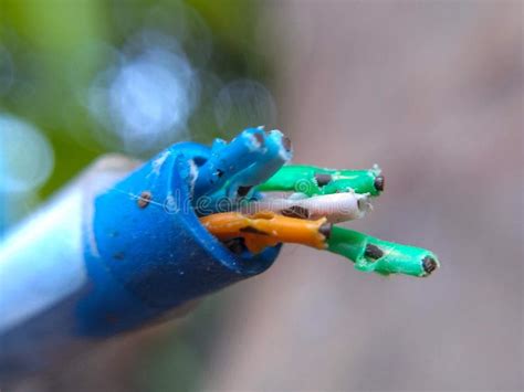 A Broken Ethernet Cable In Detail Stock Photo Image Of Details Leaf 186804724
