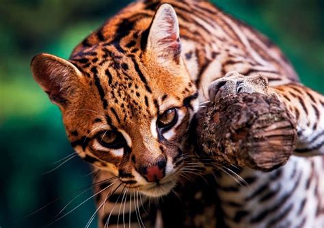 Carrera Contra El Tiempo Para Evitar La Extinción Del Ocelote Sólo Quedan 100 Ejemplares En La