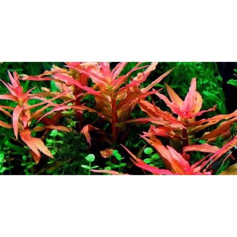 Ammania Gracillis 6pcs Shopee Philippines