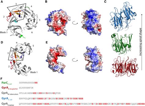 Structural Features Of Topo Iv And Gyrase Ctds A Crystal Structure Download Scientific