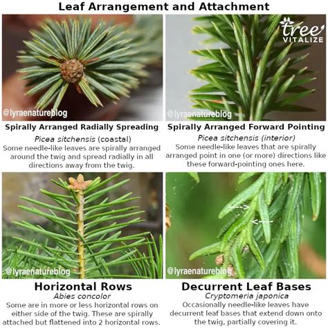 18 different types of spruce trees and their identifying features