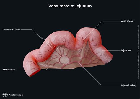 Small Intestine Encyclopedia Anatomyapp Learn Anatomy 3d Models Articles And Quizzes