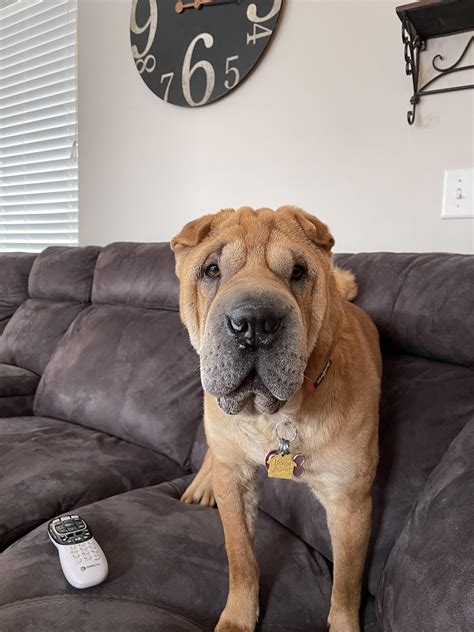 First Post Ever Heres Izzy Scrolller