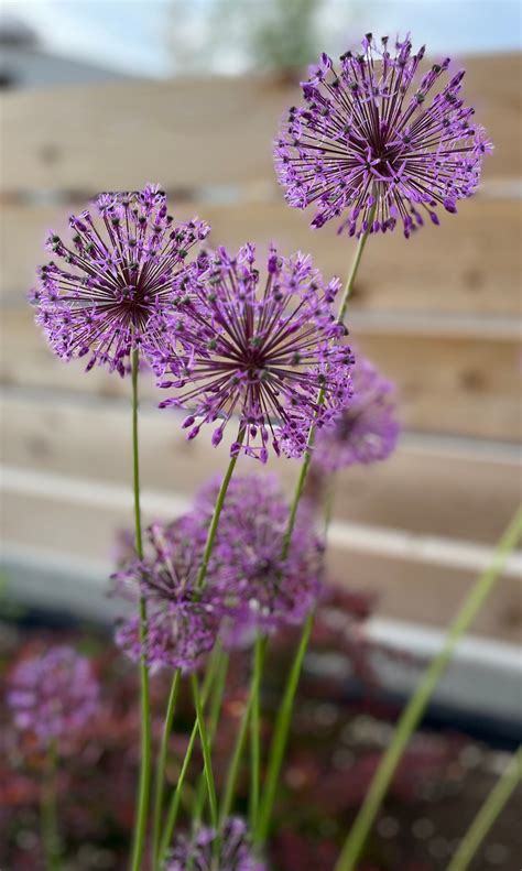 Purple Allium Flower Seeds Beautiful Blooms Deer Resistant Perennial Etsy
