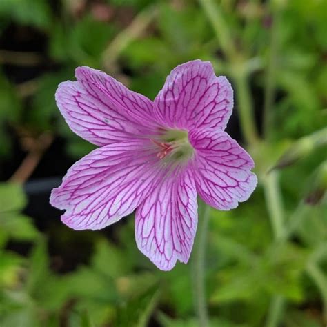Miss Heidi Hardy Geranium Plant Growjoy