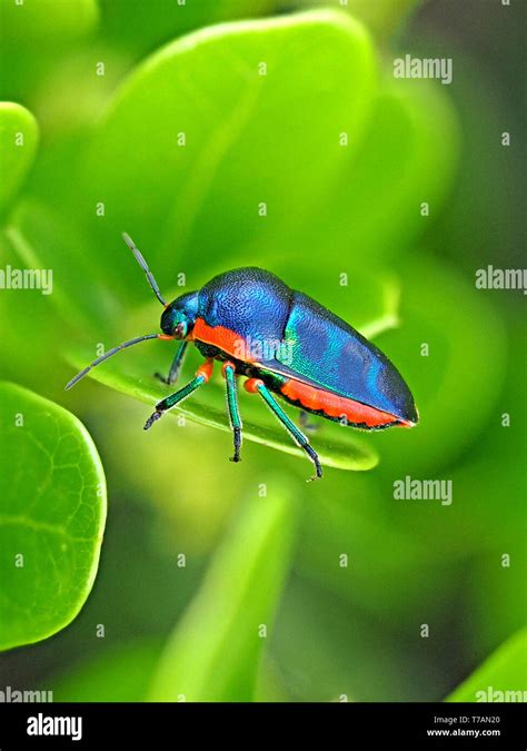 Dazzling Iridescent Green Red And Blue Colours Of Rainbow Shield Bug