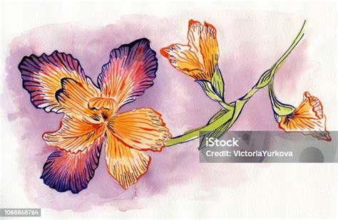 손으로 그린 질감된 종이에 잉크 및 펜 수채화 아이리스 꽃 0명에 대한 스톡 벡터 아트 및 기타 이미지 0명 꽃 식물 꽃잎 Istock