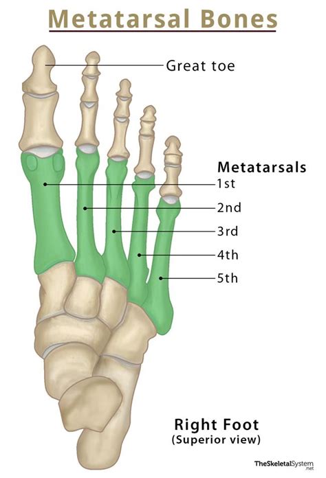 Metatarsal Bones Definition Location Anatomy And Functions