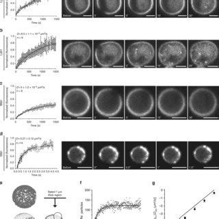 FRAP Measurements To Probe Long Range Diffusion Normalized Download Scientific Diagram