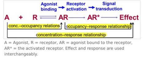 2 Agonist Receptor Interactions Occupancy Conc Response Curve